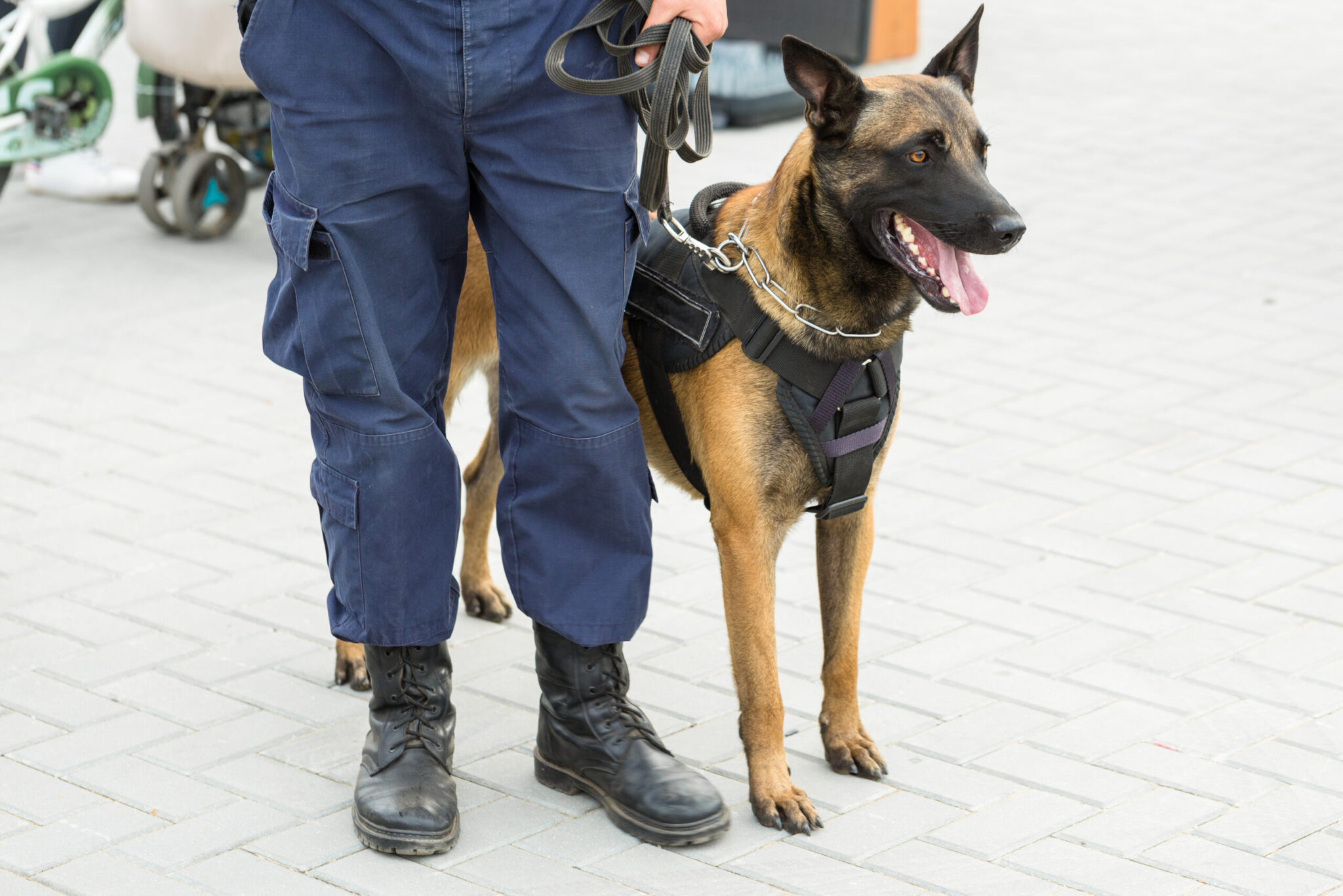 K9 Security Dogs | Security Plan for Schools