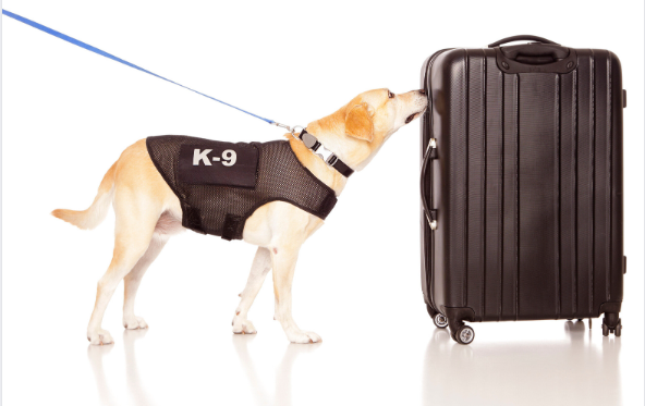 Power of K9 Cargo Screening Services in Florida