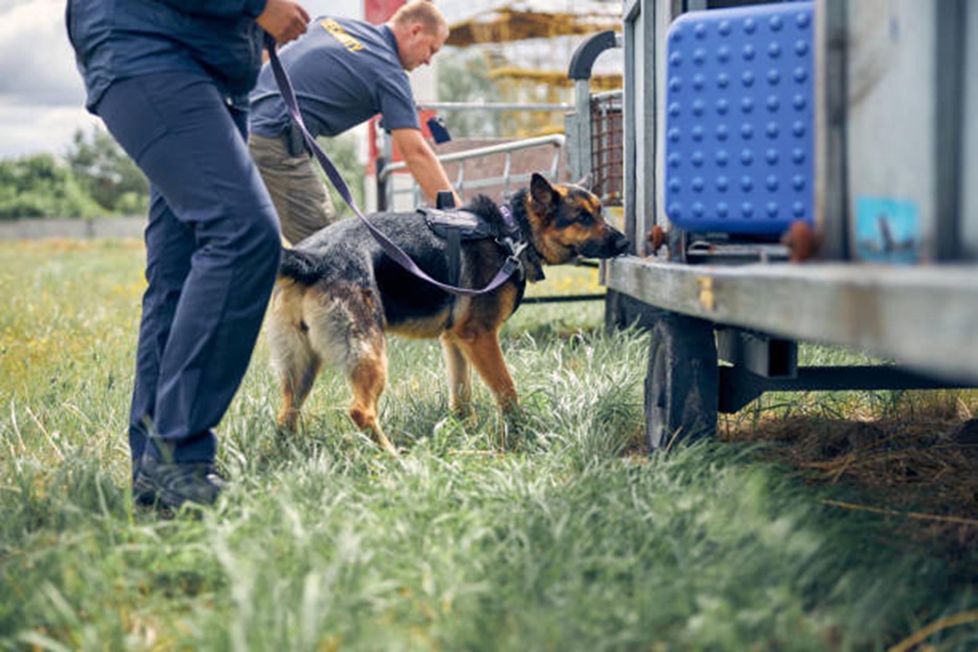 Advantages of K9 Teams for Cargo Screening - Shergroup USA